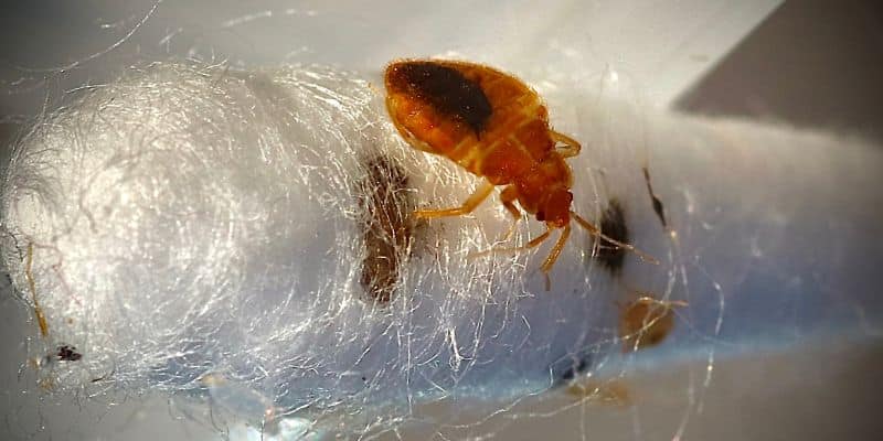 Debunking Myths About Bed Bugs Thermapro